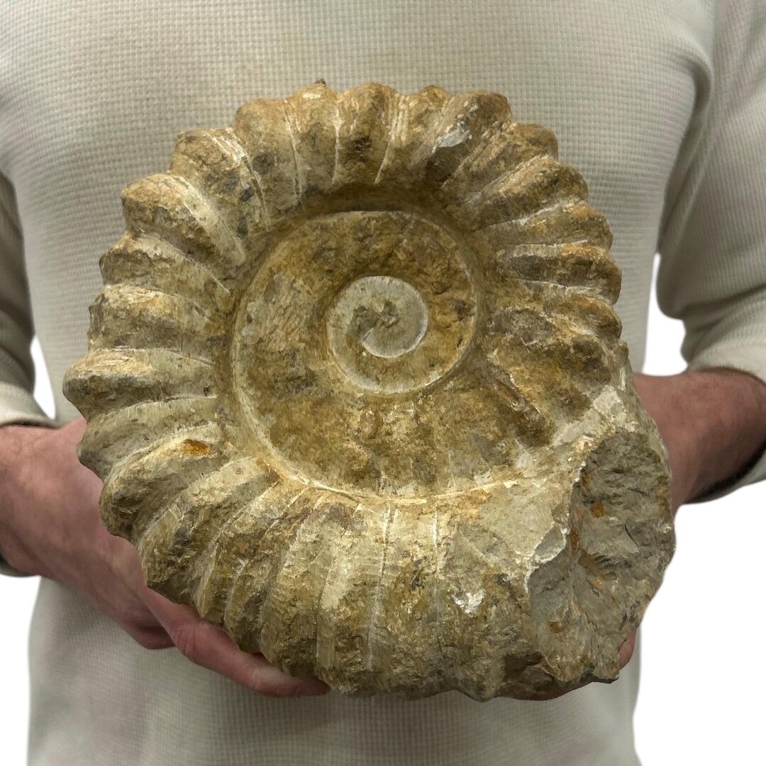 Large Real Fossilized Authentic Ammonite 9 9 Lbs. Home or Office Décor ...