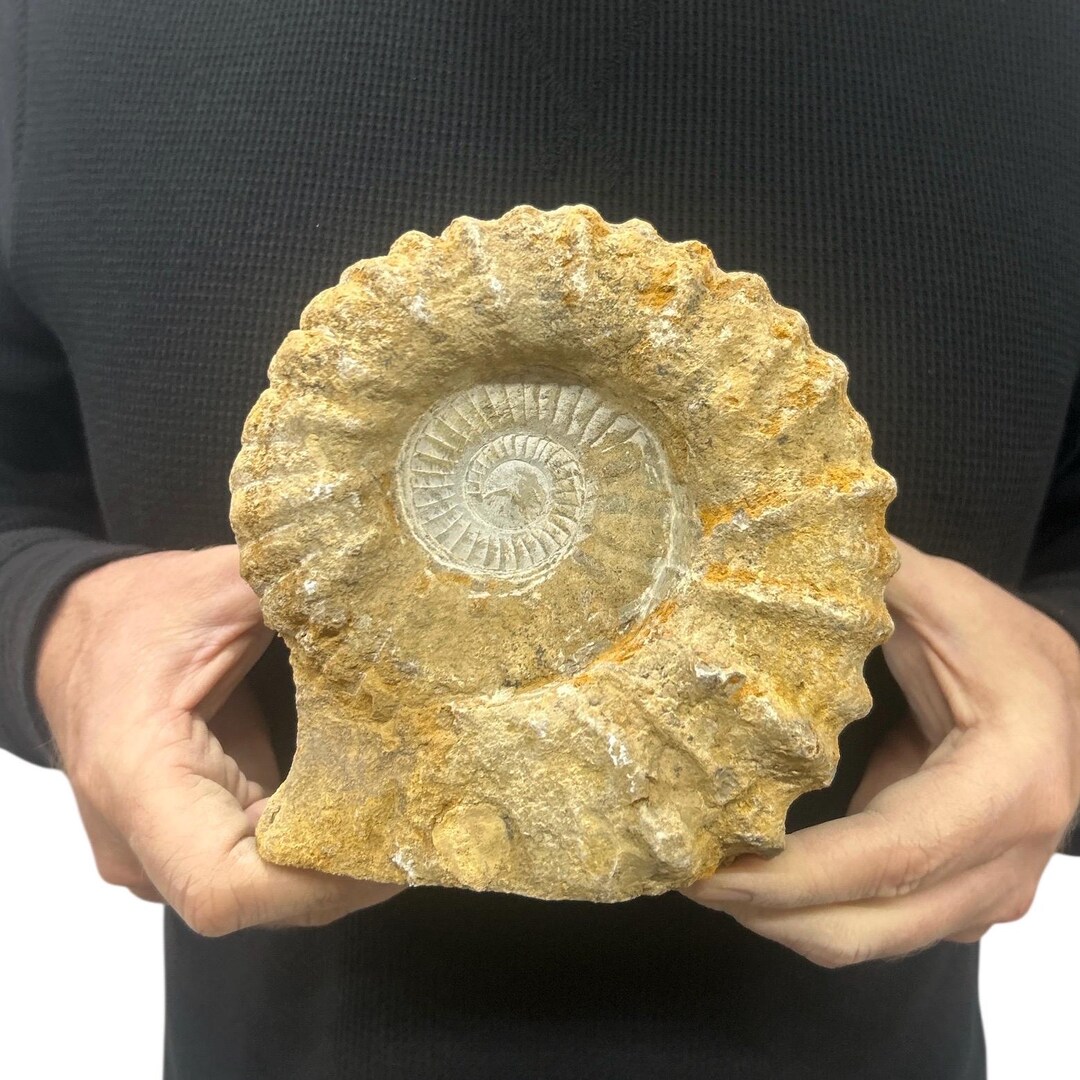 Large Real Fossilized Authentic Ammonite Cut Base 6.5” 5.20 Lbs | Home ...