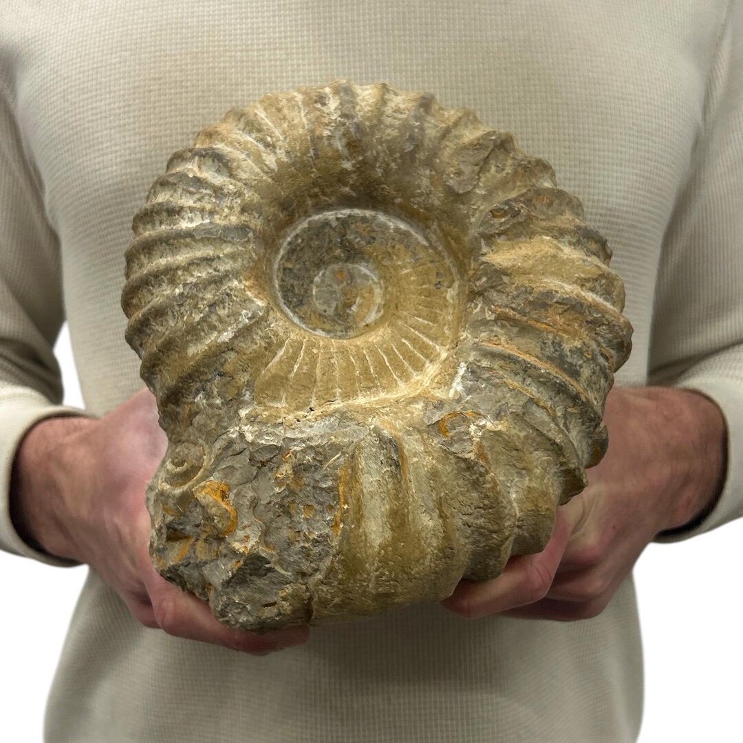 Large Real Fossilized Authentic Ammonite 8” 9.5 Lbs. Home or Office ...