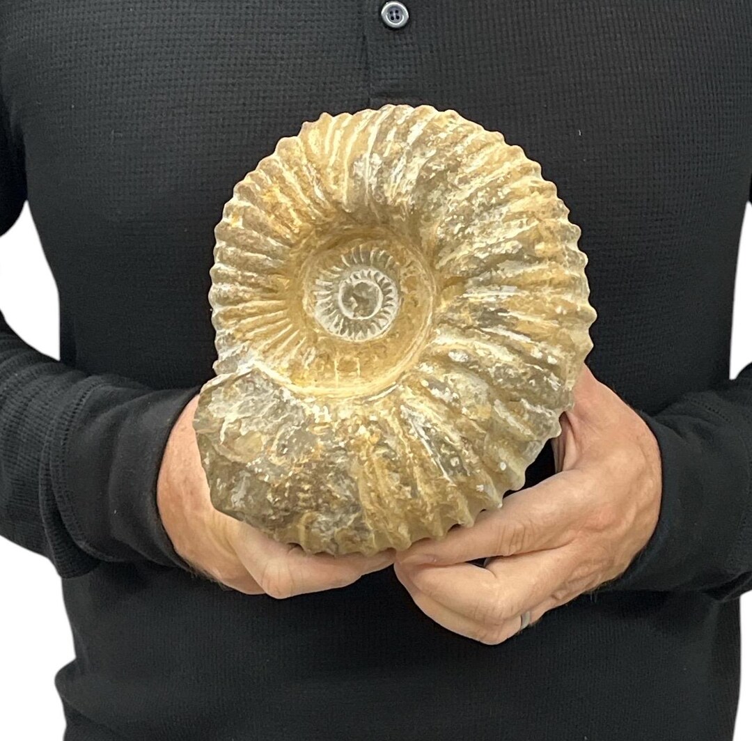 Large Real Fossilized Authentic Ammonite 7.5 8.70 Lbs. W/ Metal Stand ...