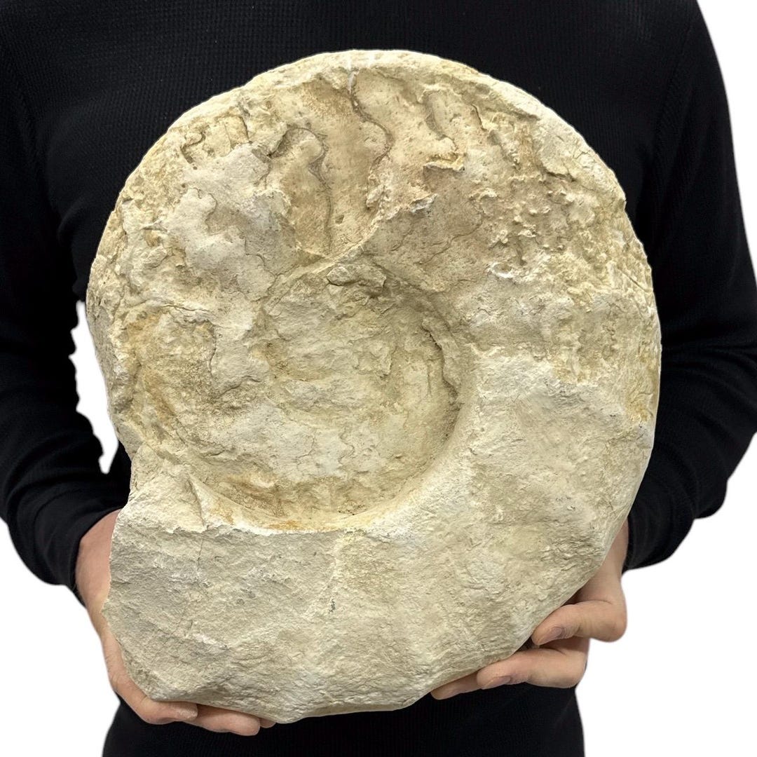 Large Real Authentic Fossilized Texas Ammonite 13" 32 Lbs | Natural ...