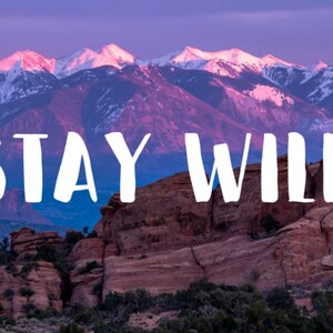 Stay Wild, Phone Decal, Laptop Decal, Car Decal, Choose Color and Size ...