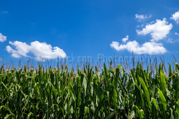 Blue Sky Corn Field