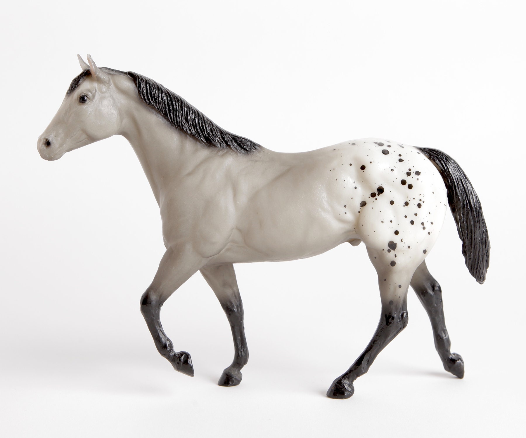 Grey Appaloosa Horse