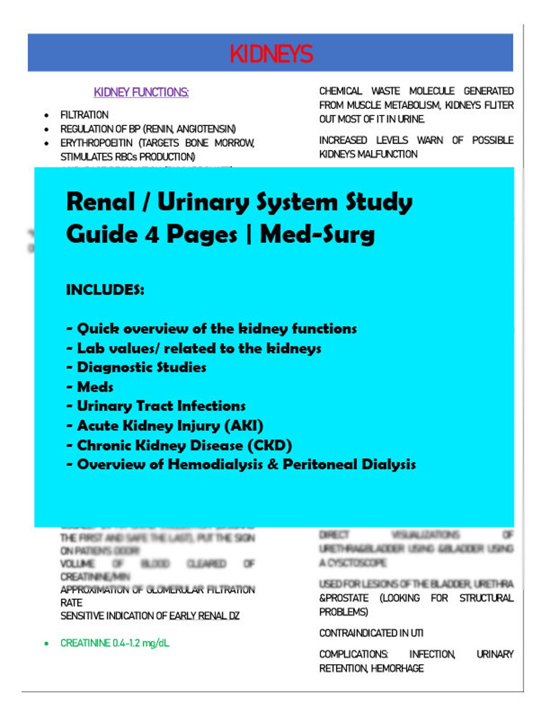 RENAL/ URINARY SYSTEM - Etsy