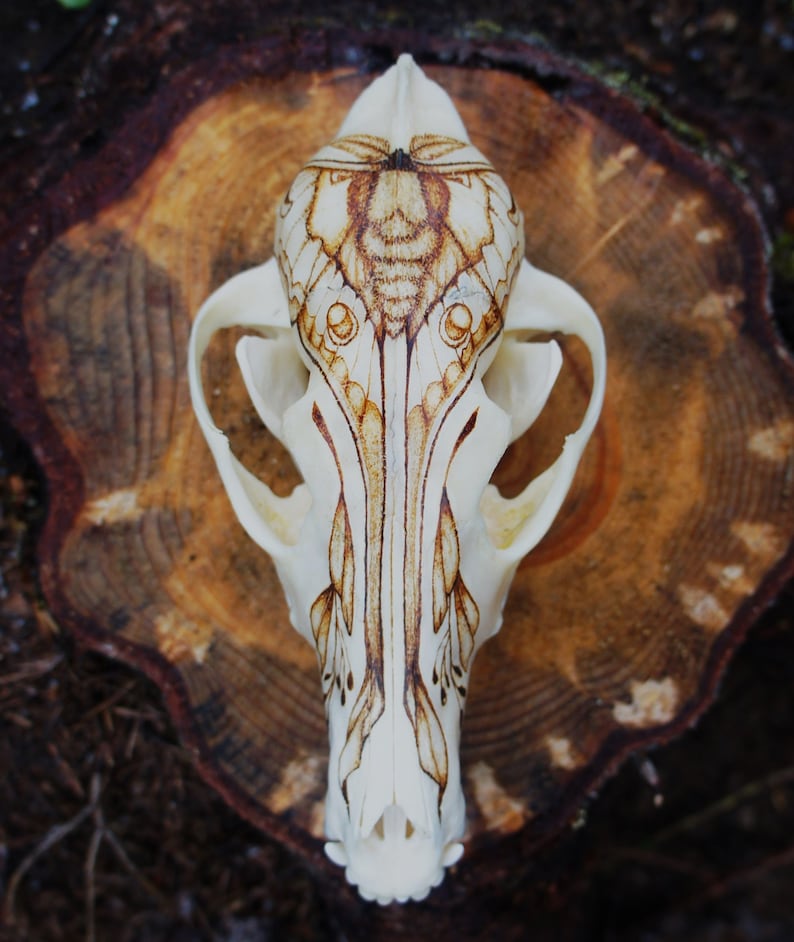 Moth Pyrography on Real Coyote Skull - Etsy