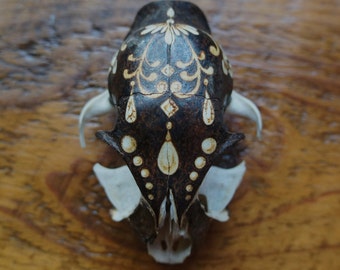 Real Cat Skull - Etsy