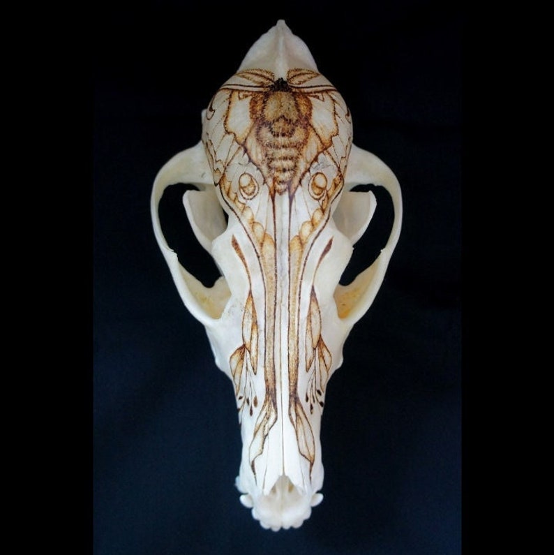 Moth Pyrography on Real Coyote Skull - Etsy