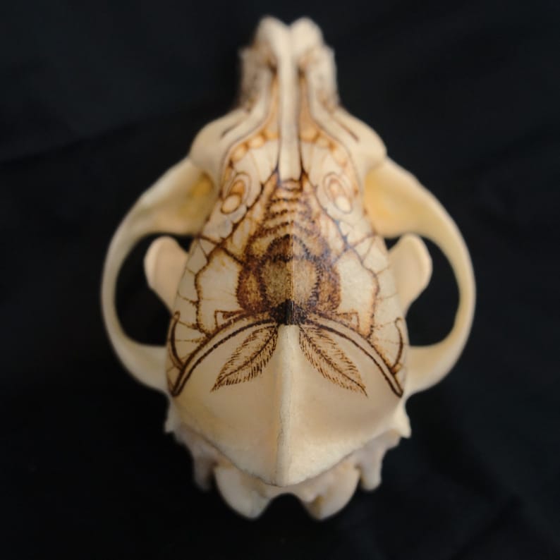 Moth Pyrography on Real Coyote Skull - Etsy
