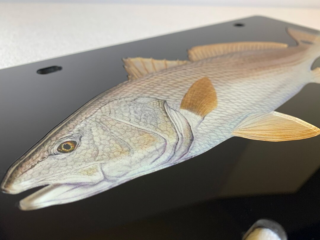 Redfish License Plate, Laser-cut Acrylic With UV Printed Fish free ...