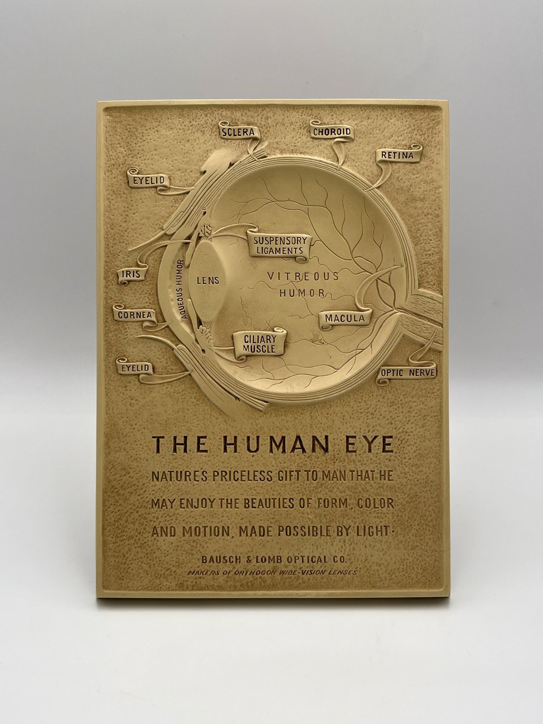 The Human Eye Optical Display Chart, Bausch & Lomb Optical Co, Eye ...