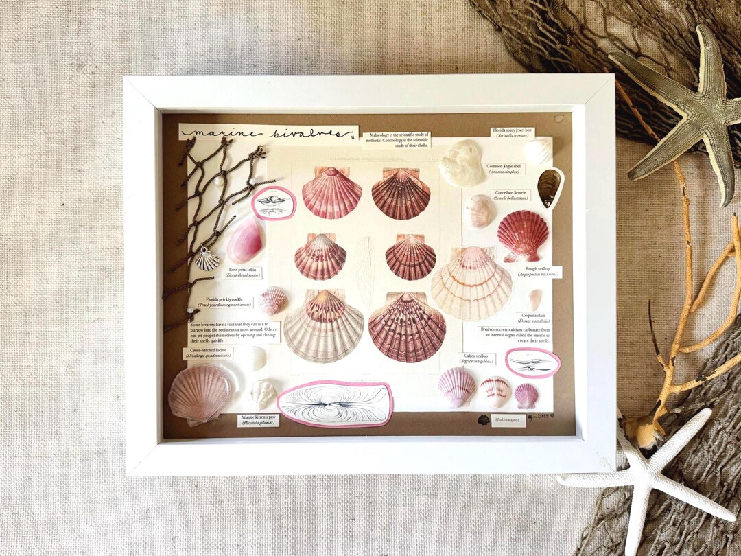 Marine Bivalves Pt. II | Marine Biology | Shell Art Scientific Shadow ...