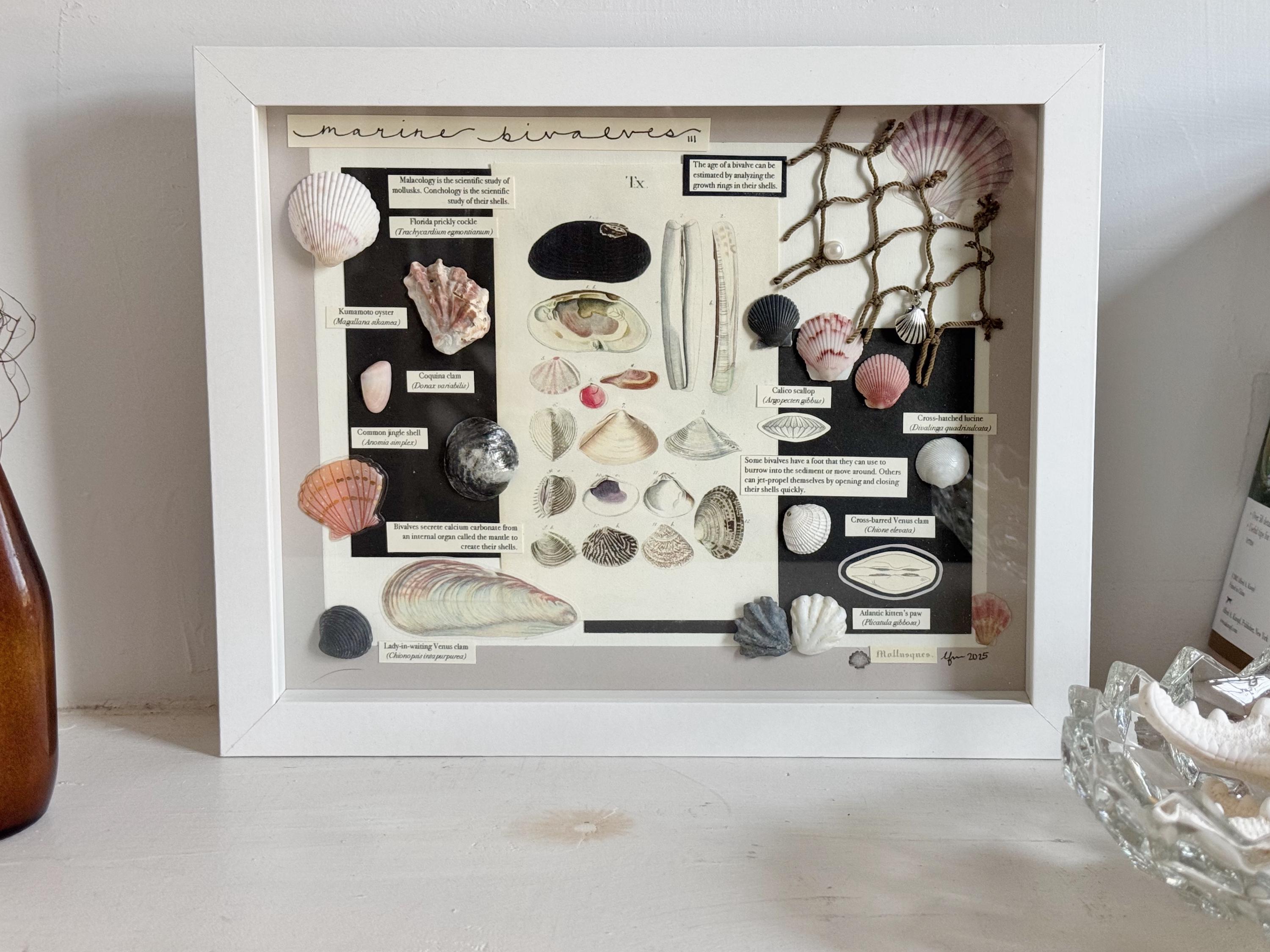 Marine Bivalves Pt. III | Marine Biology | Shell Art Scientific Shadow ...