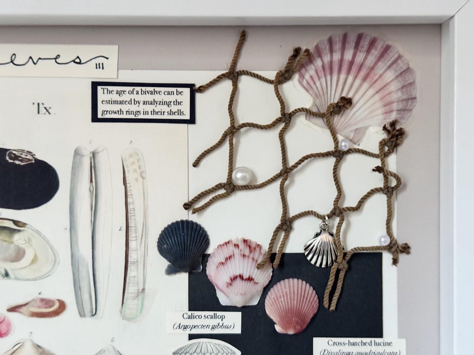 Marine Bivalves Pt. III | Marine Biology | Shell Art Scientific Shadow ...