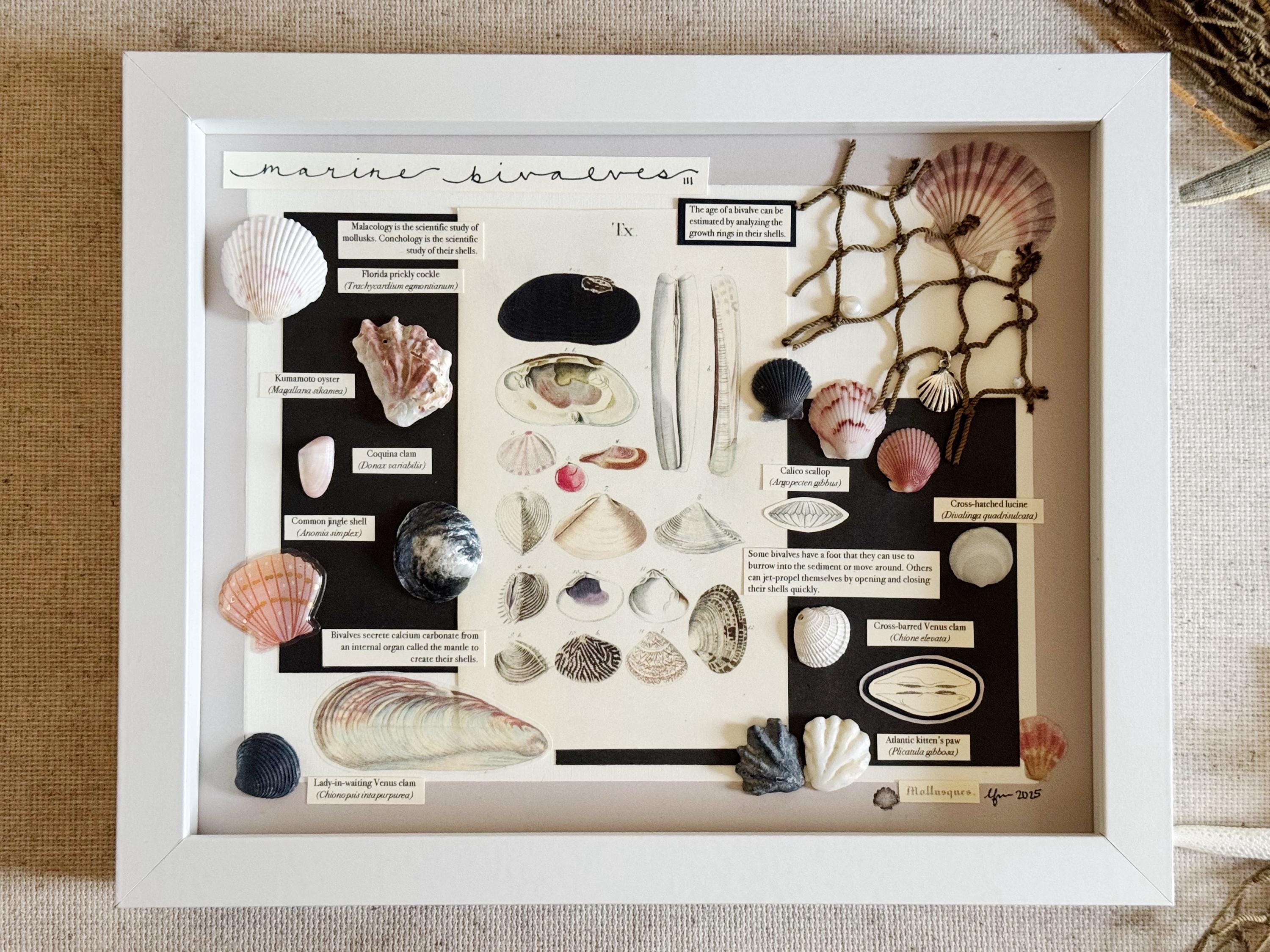 Marine Bivalves Pt. III | Marine Biology | Shell Art Scientific Shadow ...