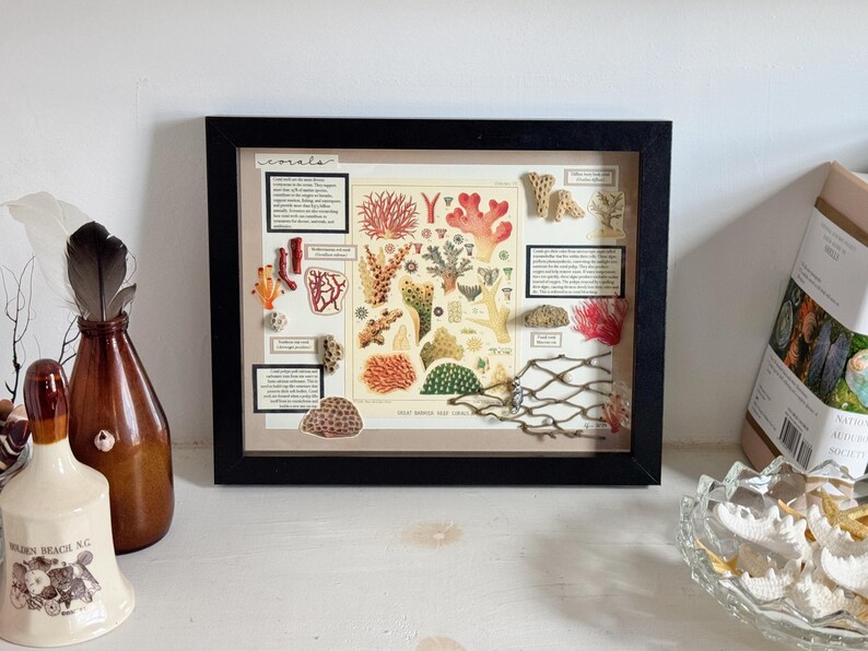 Corals Pt. I | Marine Biology | Shell Art, Scientific Shadow Box ...