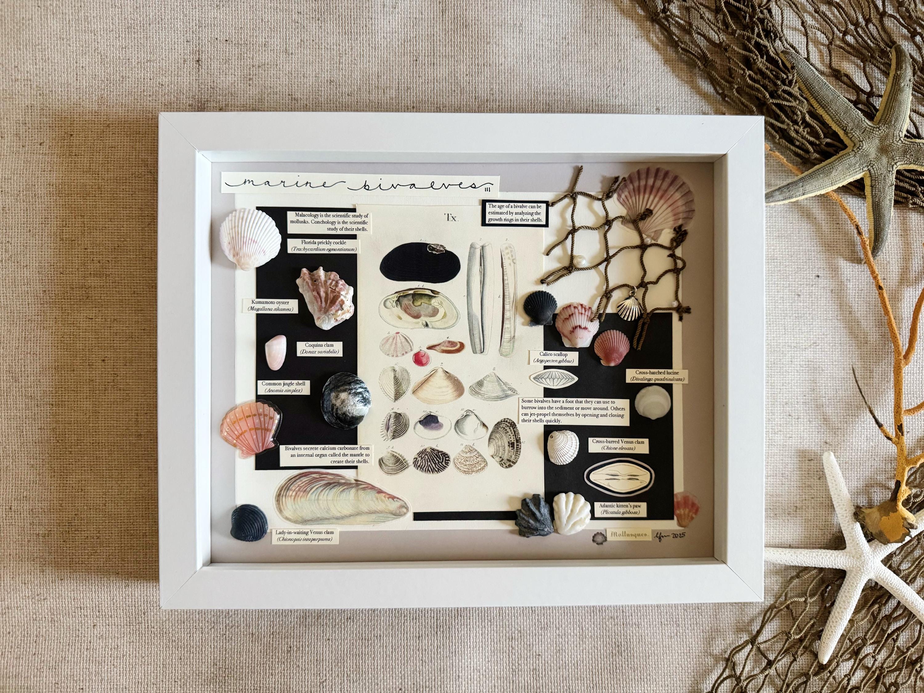 Marine Bivalves Pt. III | Marine Biology | Shell Art Scientific Shadow ...