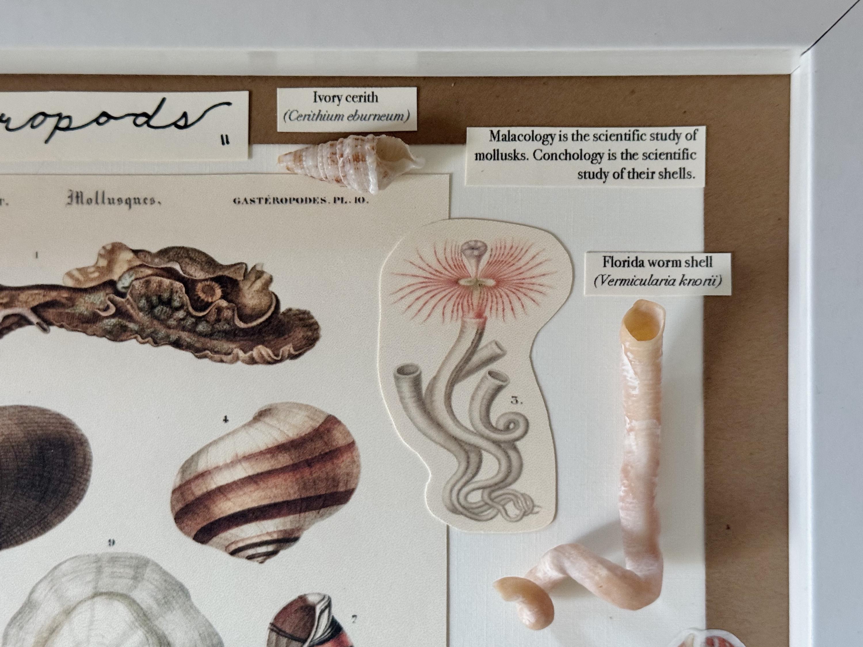 Marine Gastropods Pt. II | Marine Biology| Shell Art Scientific Shadow ...