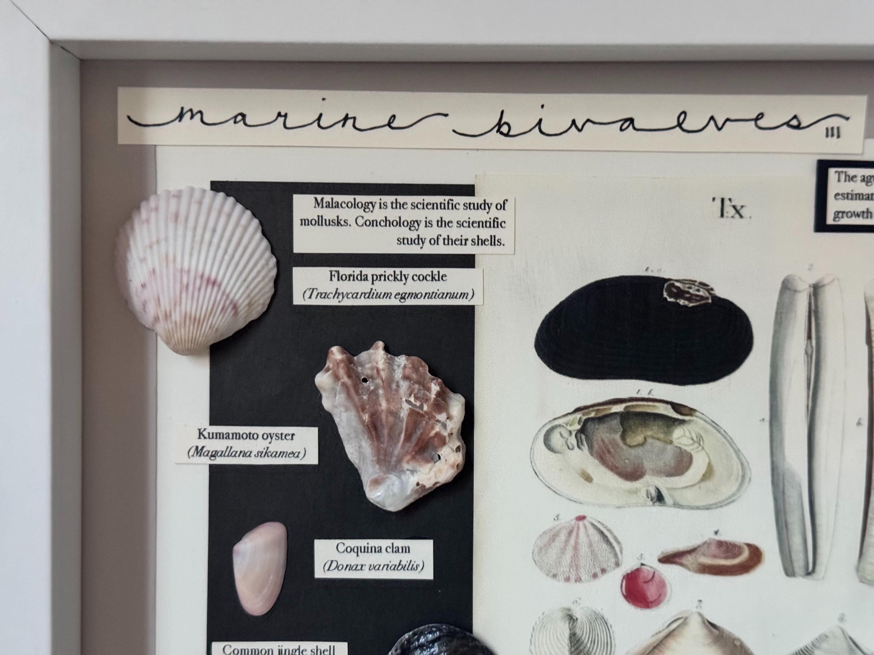 Marine Bivalves Pt. III | Marine Biology | Shell Art Scientific Shadow ...