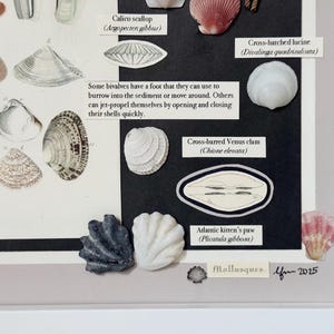 Marine Bivalves Pt. III | Marine Biology | Shell Art Scientific Shadow ...
