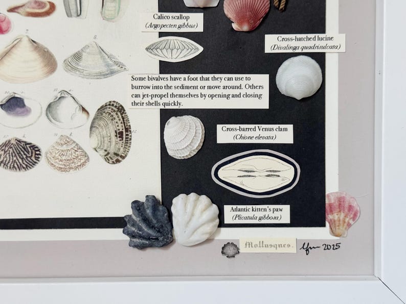 Marine Bivalves Pt. III | Marine Biology | Shell Art Scientific Shadow ...