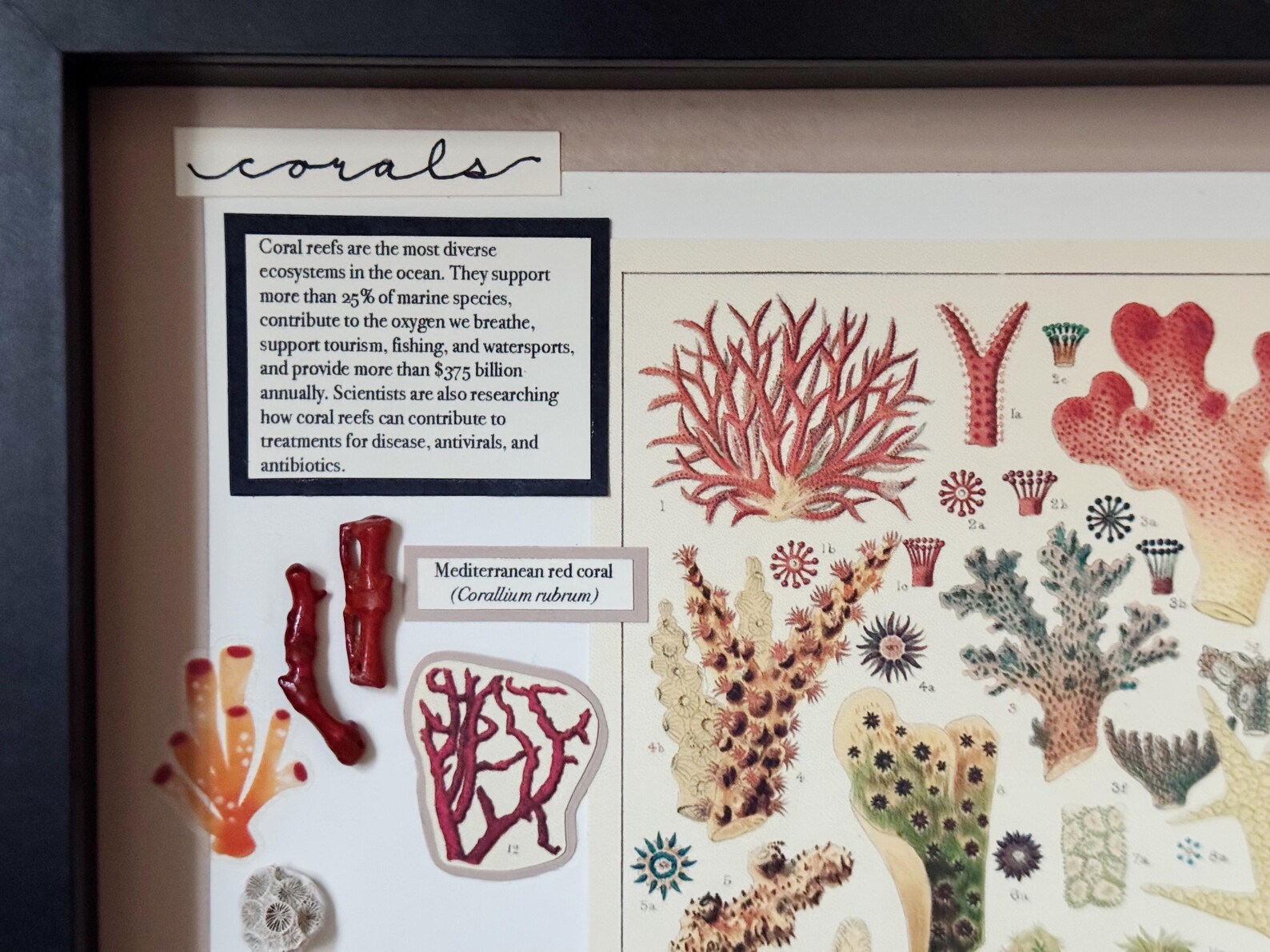 Corals Pt. I | Marine Biology | Shell Art, Scientific Shadow Box ...