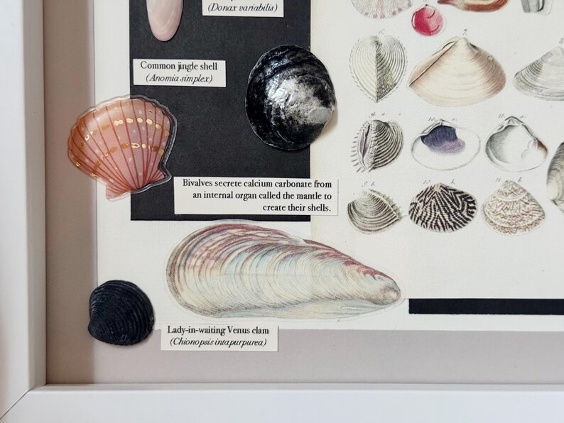 Marine Bivalves Pt. III | Marine Biology | Shell Art Scientific Shadow ...