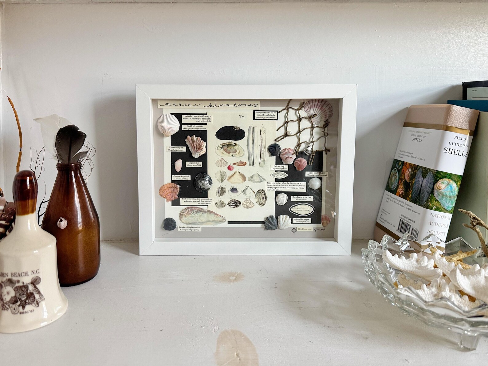 Marine Bivalves Pt. III | Marine Biology | Shell Art Scientific Shadow ...