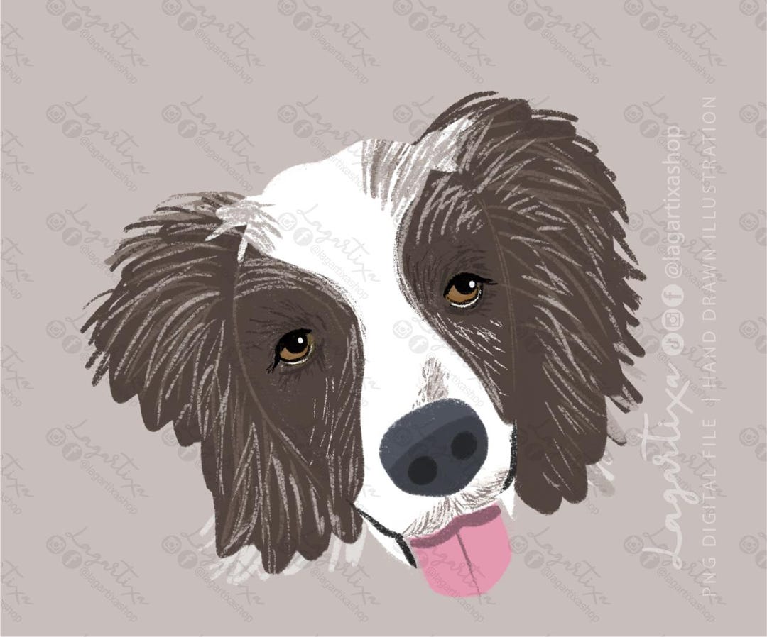 Blue Merle Tricolor Border Collie Face, Hand-drawn Digital Illustration ...