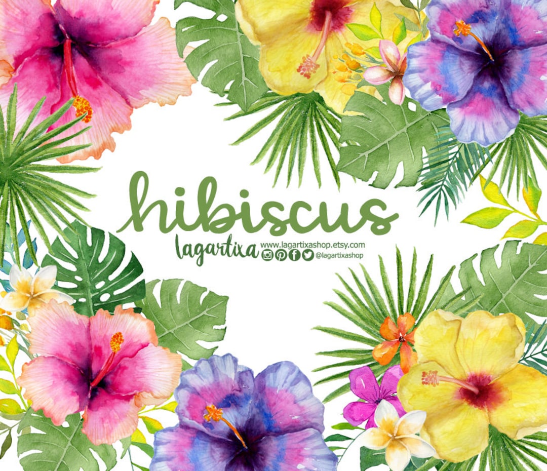 Hibiscus Tropical Watercolor Clipart, Floral PNG, Bouquet, Arrangement ...