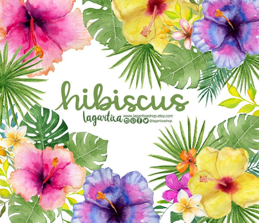Red Hibiscus Flowers Yellow hibiscus flower Hibiscus Tropical Flowers ...