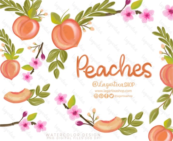 Peaches Watercolor Peach Fruit Leaves Greenery Clipart PNG for - Etsy