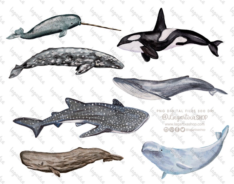 Whales Watercolor PNG Clipart Ocean Animals Beluga Orca - Etsy