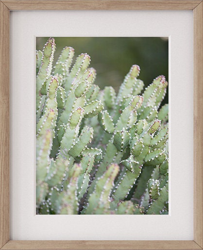 Soft Green Cactus Photo, Cacti Poster, Digital Download Photography ...
