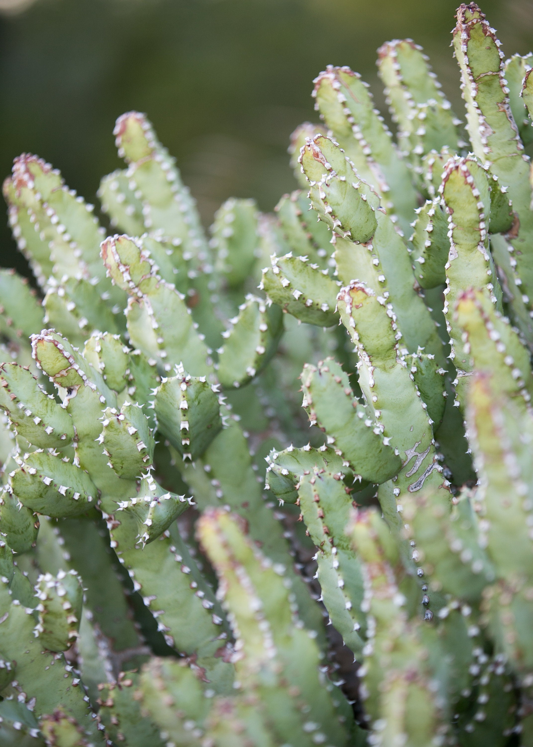 Soft Green Cactus Photo, Cacti Poster, Digital Download Photography ...