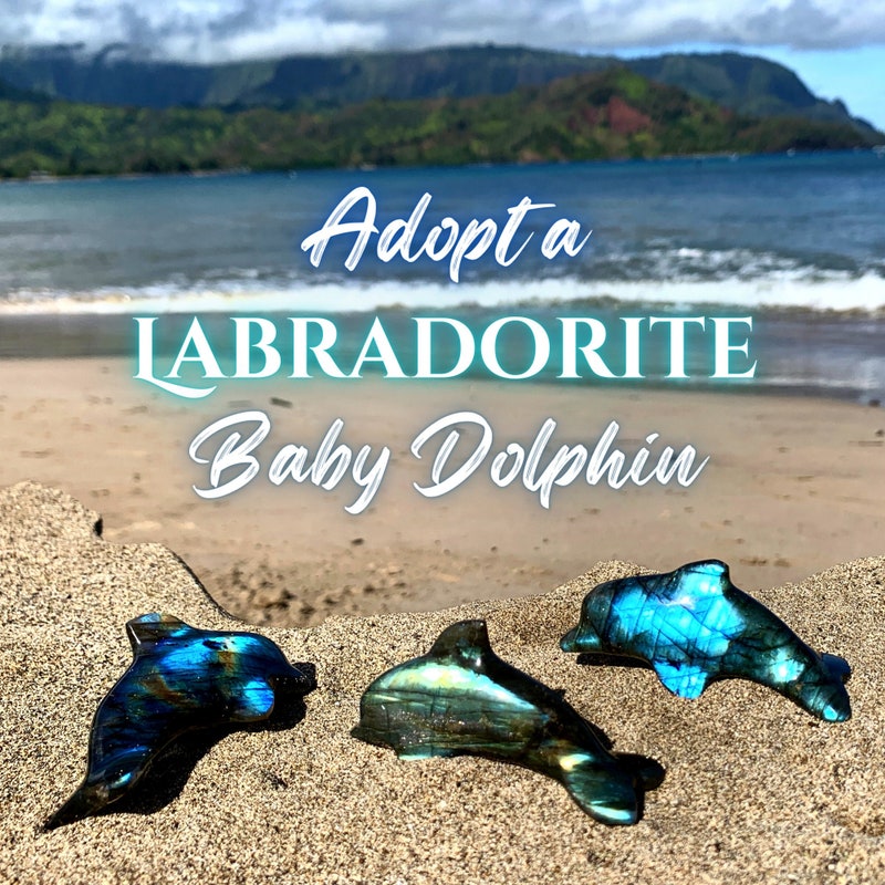 Dolphin Decor - Etsy