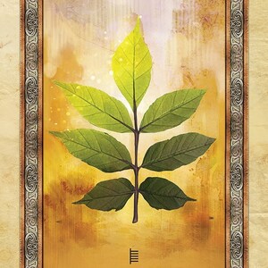 Celtic Tree Oracle Cards & Guidebook Set Tarot Card Deck Book Kit ...