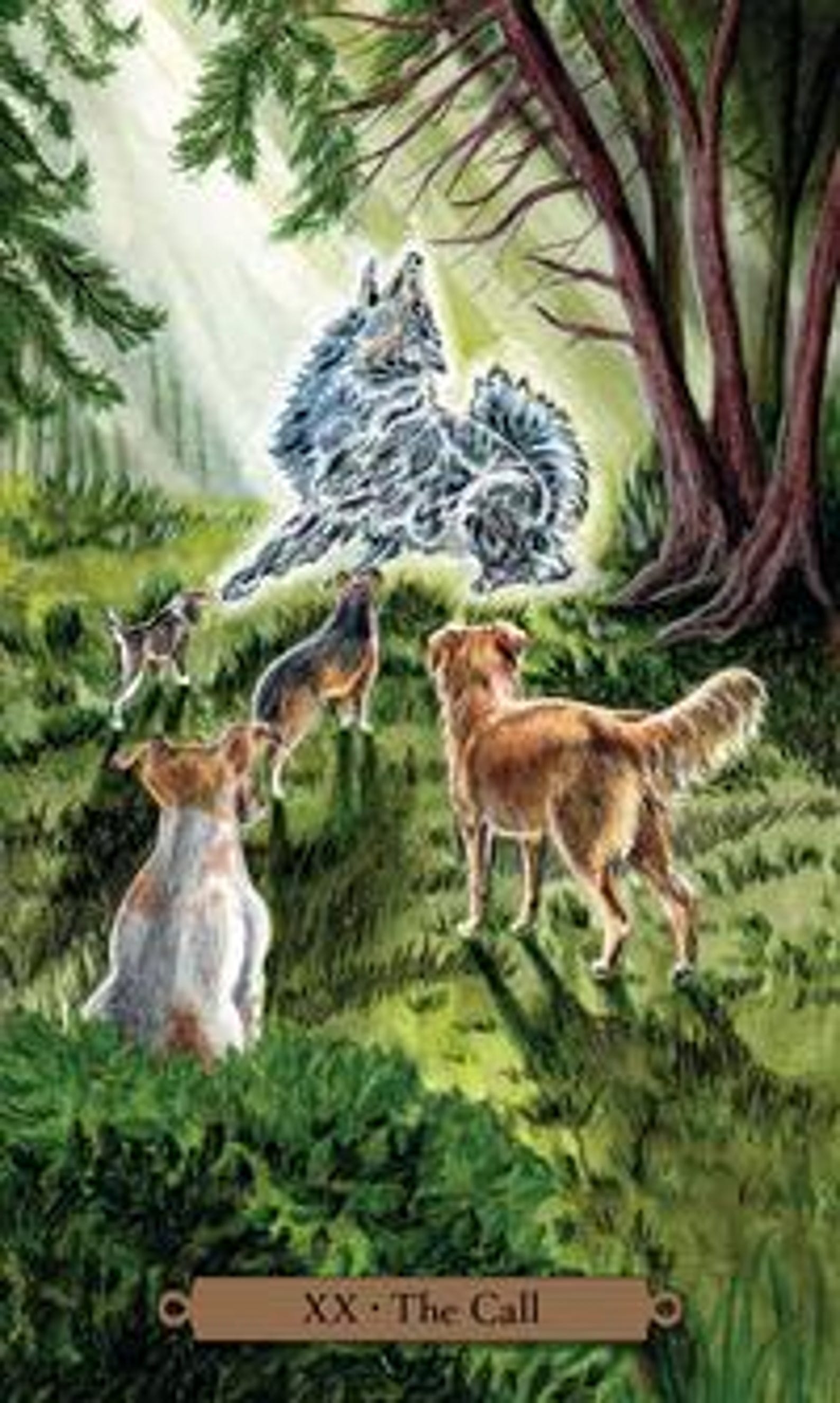 Magical Dogs Tarot Kit Card Deck & Guidebook Set Cat Oracle Cards and ...