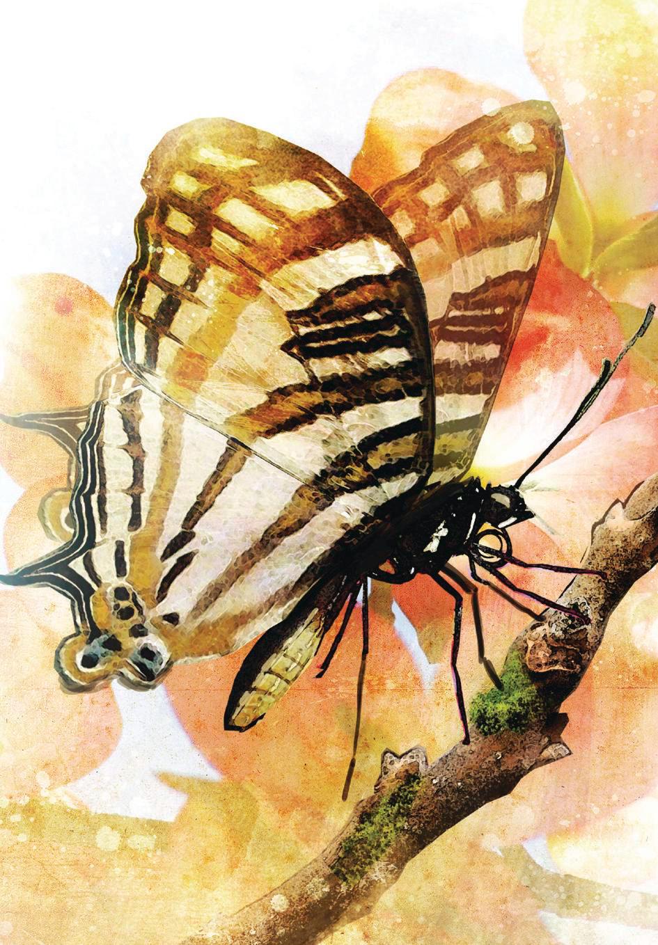 Butterfly Transformations Oracle Deck Cards Set Tarot Card & Book Kit ...