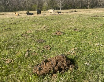 Cow Pasture Manure Pie Patty Poop Fresh Organic Garden Plant Fertilizer ...