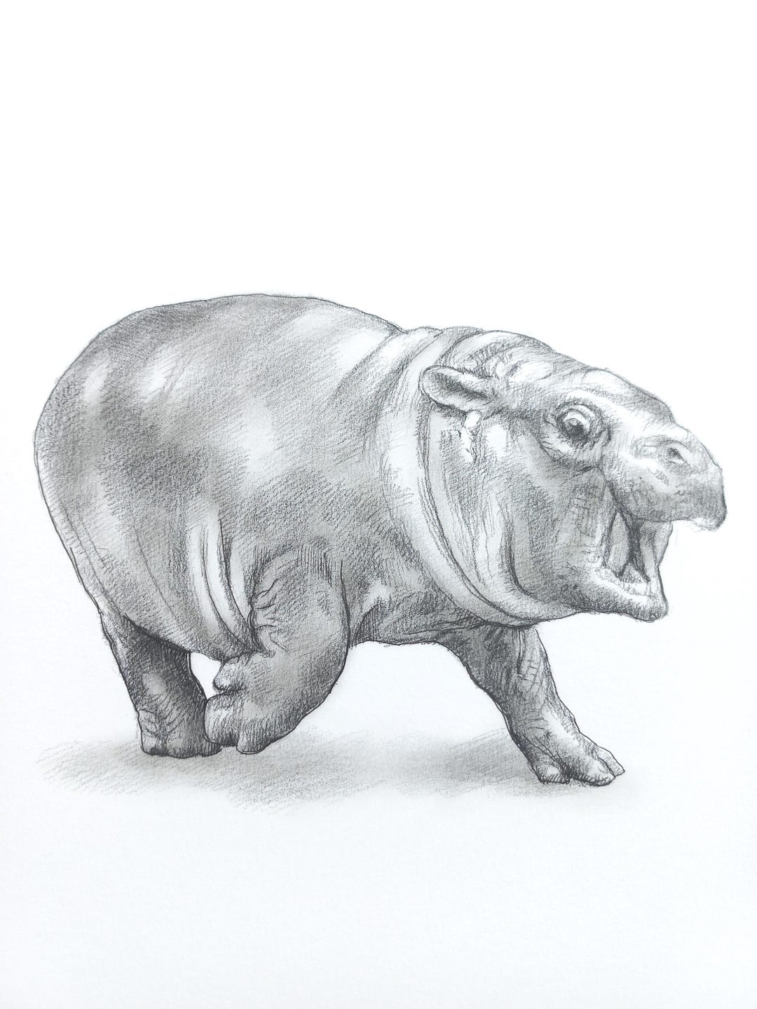 Original Drawing on Paper. Moo Deng. Hippo Drawings. - Etsy