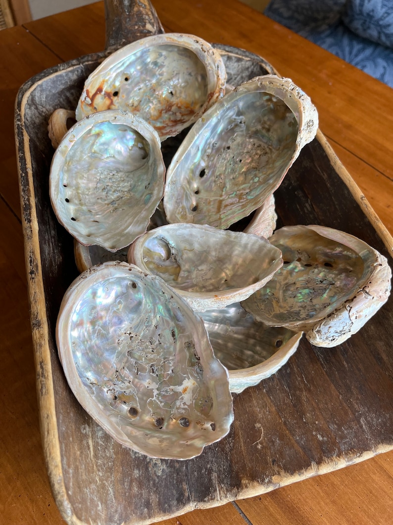 Abalone Shells Set of 3 - Etsy