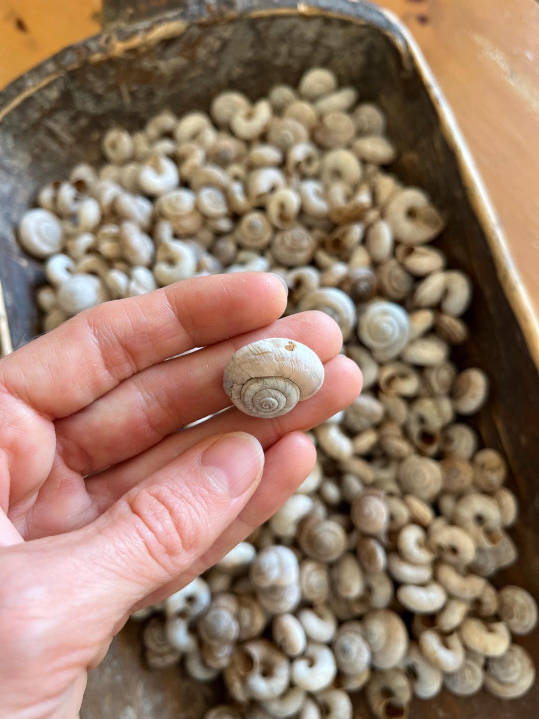 Natural Utah Snail Shells (1 Scoop/20-30 Shells) - Etsy