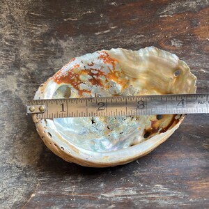 Abalone Shells Set of 3 - Etsy