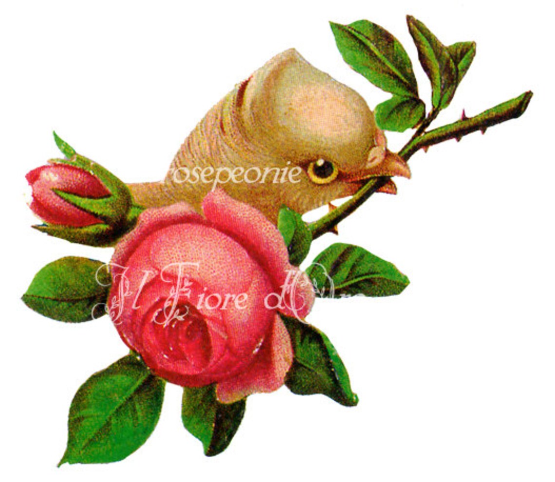 Vintage Victorian Doves With Roses Romantic Collage - Etsy