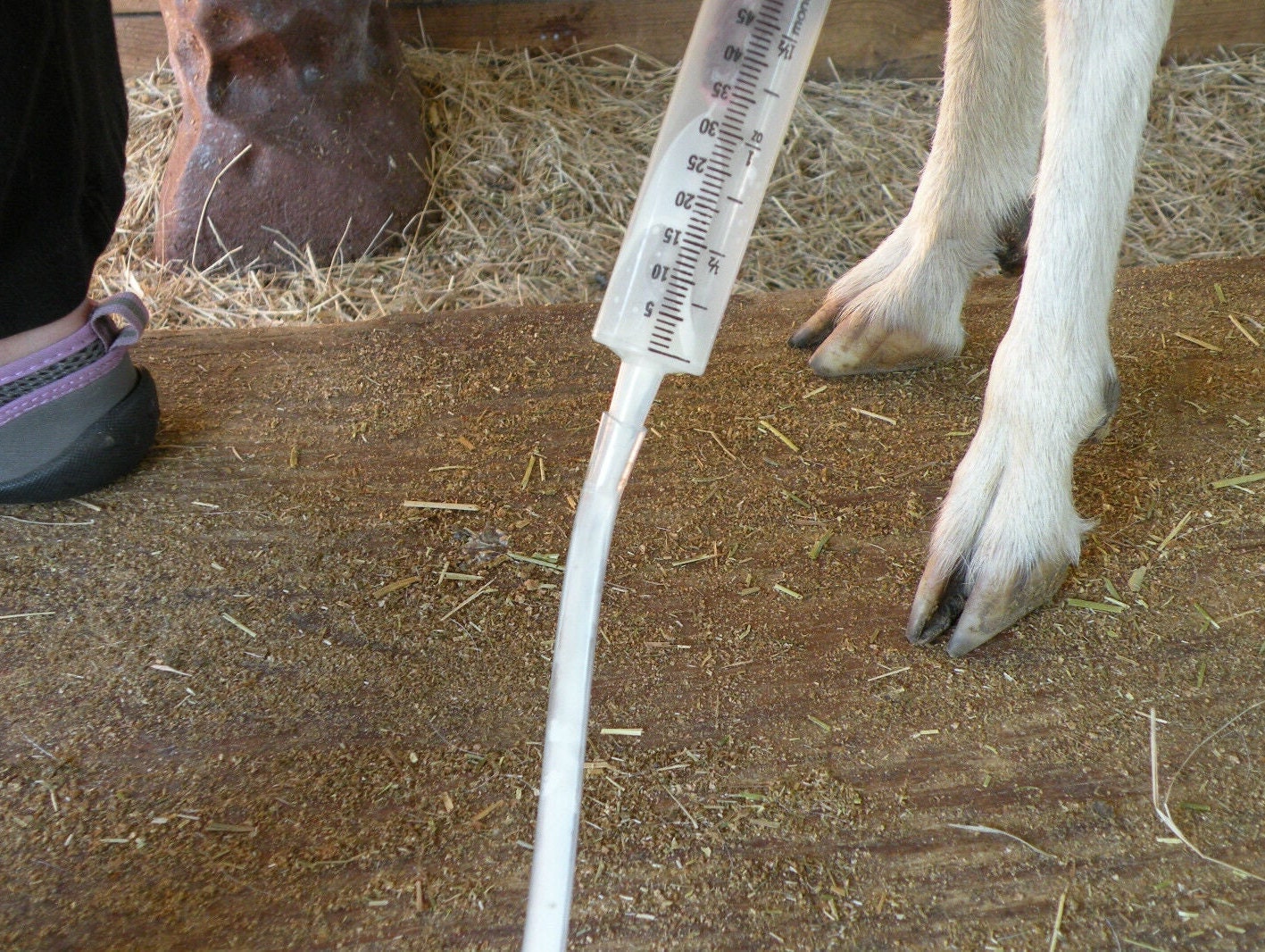 Old Faithful Goat Sheep Cow Milk Machine Manual Vacuum Pulse 1 Quart 1 ...