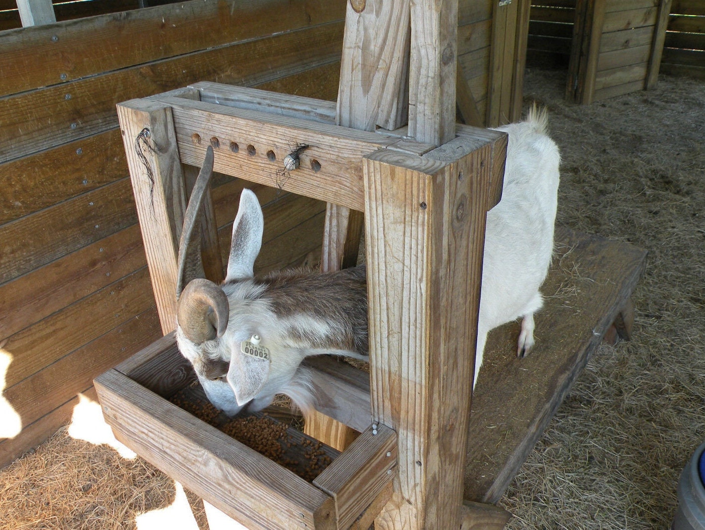 Old Faithful Goat Sheep Cow Milk Machine Manual Vacuum Pulse 1 Quart 1 ...