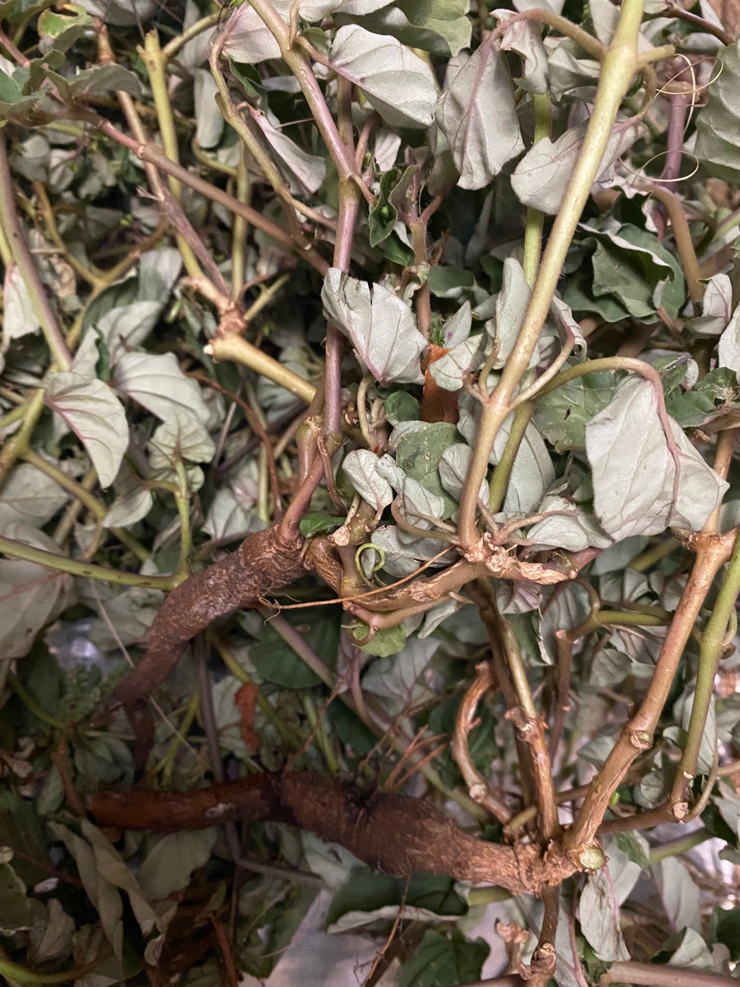 Atiponla -tostón-punarnava Boerhavia Diffusa Attacks Riches- Prosperity ...