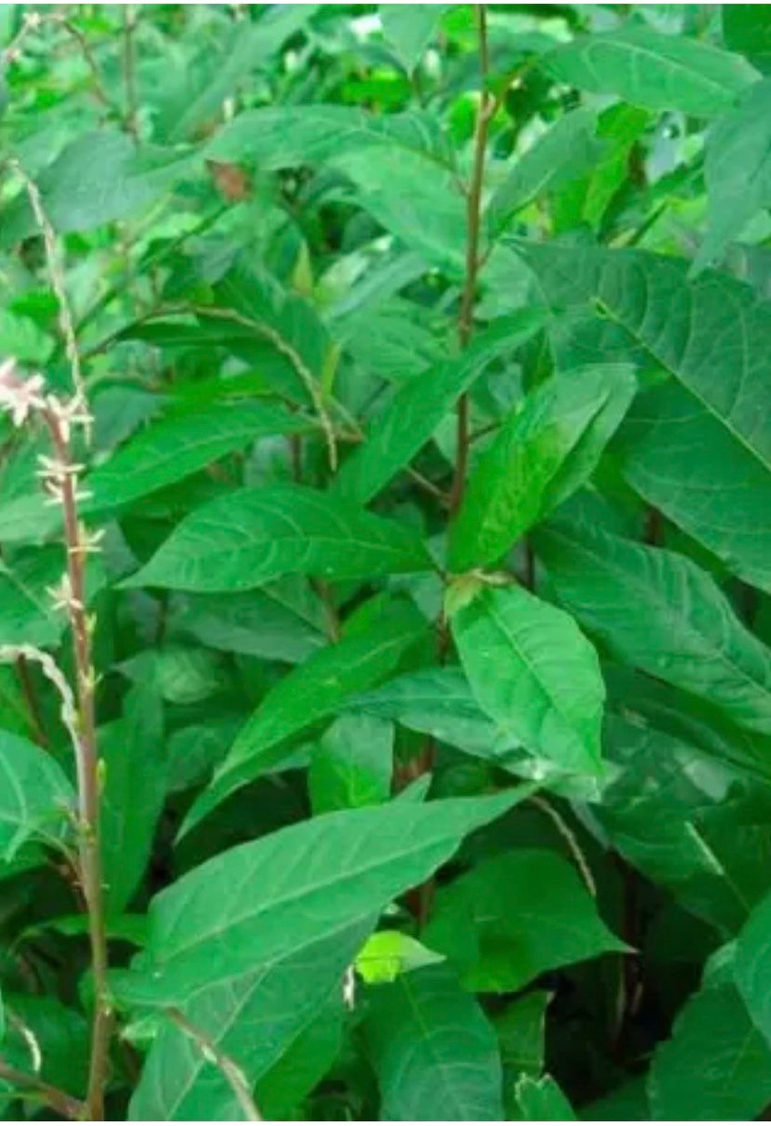 Anamu petiveria Alliacea amusa Anamu Garlic Weed Fresh Organic Cutting ...