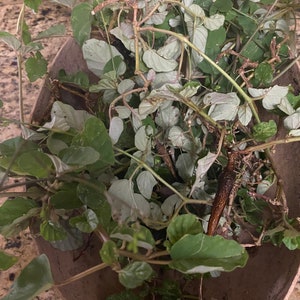 Atiponla -tostón-punarnava Boerhavia Diffusa Attacks Riches- Prosperity ...